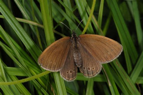 European Lepidoptera And Their Ecology Coenonympha Oedippus