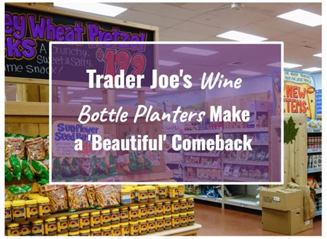 Heres Trader Joes Beautiful Wine Bottle Succulents Youll Want To Double Up On