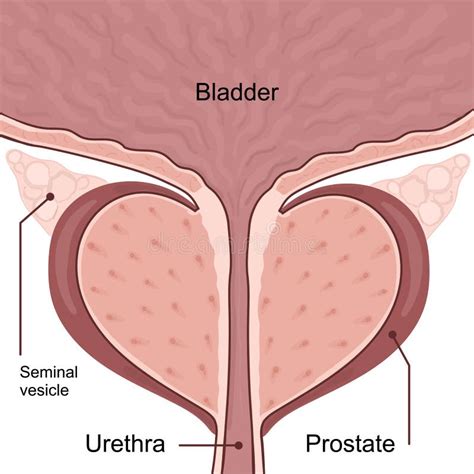 Medical Diagram Of Healthy Prostate With Bladder Stock Vector Illustration Of Human Medical