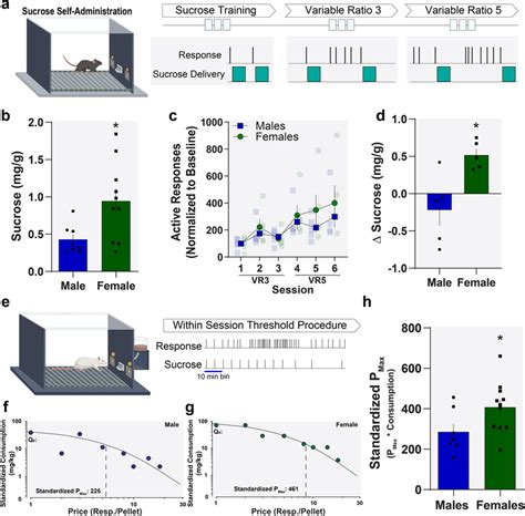 Sexual Dimorphisms In Motivation Female Mice Work Harder For Nondrug