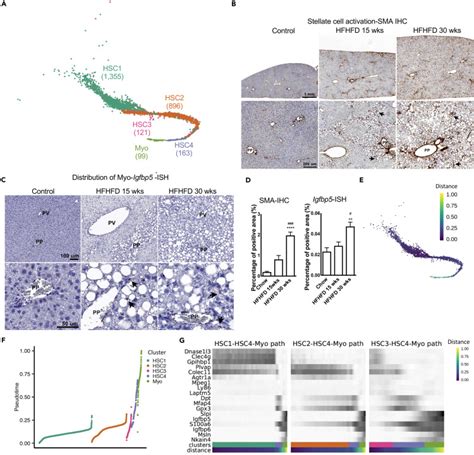 Single Cell Rna Transcriptome Landscape Of Hepatocytes And Non