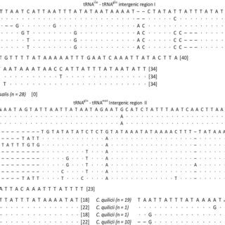 Nucleotide Sequence Comparison Of Intergenic Regions I A And II B Download Scientific