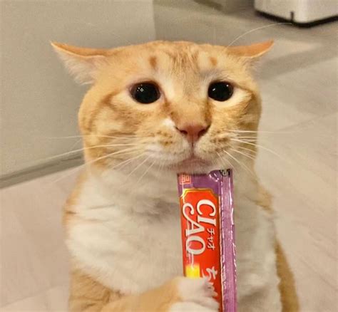 Thicc Ginger Cat Has Perpetually Sad Eyes That Ll Melt Hearts Like Puss In Boots