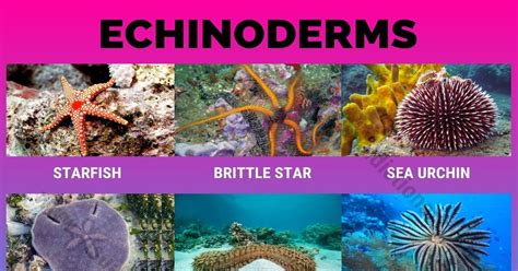 Echinoderms 8 Beautiful Types Of Echinoderms You Probably Dont Know