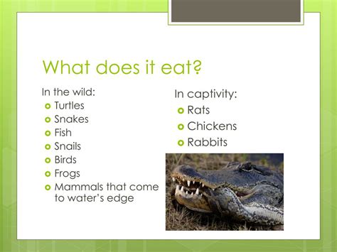Ppt American Alligator Powerpoint Presentation Free Download Id