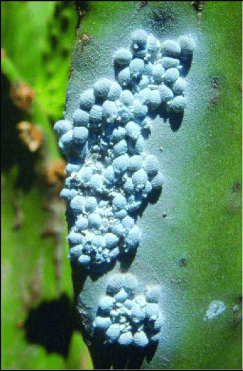 Cochineal Dactylopius Coccus Mexico Photo A Roquero Download Scientific Diagram