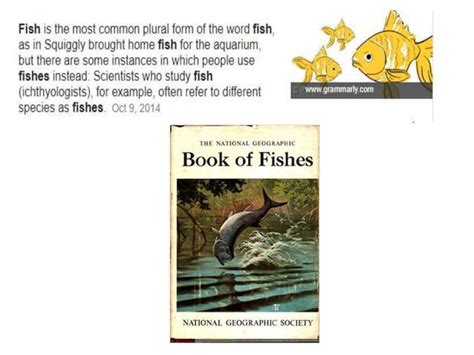 Nouns Their Functions PPTX