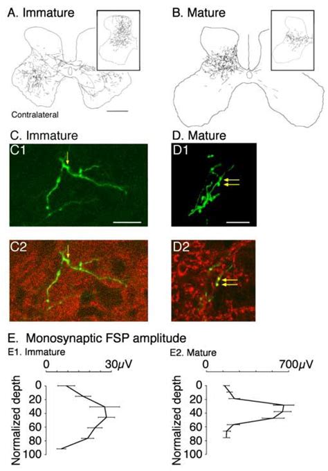 Activity And Use Dependent Plasticity Of The Developing Corticospinal