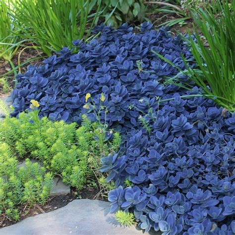 Perennials Blue Pearl Sunsparkler Sedum 3pc Artofit