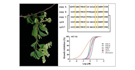 Cytotoxic Cyclotides From Anchietea Pyrifolia A South American Plant Species Journal Of