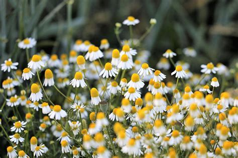 50 Free Chamomilla Çiçek And Matricaria Chamomilla Images Pixabay