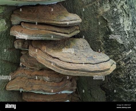 Ganoderma Pfeifferi The Beeswax Bracket Fungus Growing On Dead Beech Trunk In Somerset Uk Stock