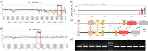 A Duplicated Amh Is The Master Sex Determining Gene For Sebastes