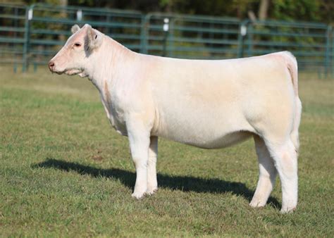 Boy Outlier 812 Et Pld • Cattle Visions • Premier Multi Breed Online