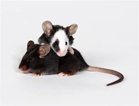 767541 Rodents Closeup Mice Tail Rare Gallery Hd Wallpapers