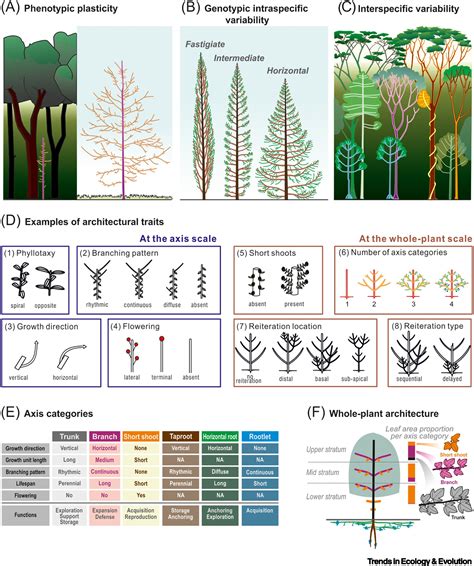 Why Incorporate Plant Architecture Into Trait Based Ecology Trends In Ecology And Evolution