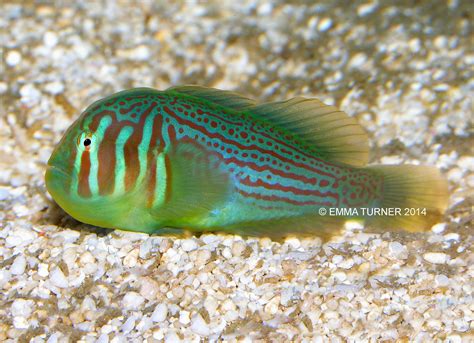 Green Goby