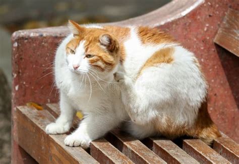 A Cat Is Sitting On A Bench And Scratching Itself Stock Image Image