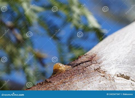 Gum Arabic Also Known As Gum Sudani On The Acacia Tree Bark Selective