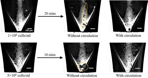 Cell Distribution Within Nozzle During Inkjet Printing Of Bioink With Download Scientific