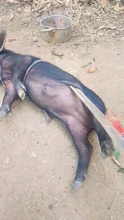 Cute Peg 🐷🐽🐷 💩 Youtube