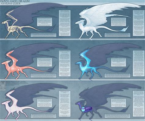 Ref Sheet Official Dutch Angel Dragon Anatomy By Officialangeldragons