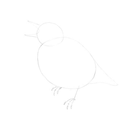 Easy Drawings Of Birds Step By Step