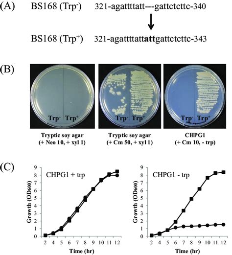 a insertion of nucleotides into the trpc gene of b subtilis 168 to