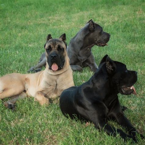 Cane Corso Colors The Rarest Colors And Patterns
