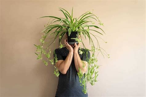 13 Spider Plant Benefits For Home And Office Houseplant Alley