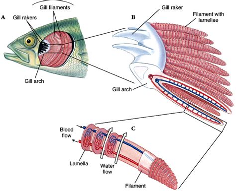 What Is The Functions Of Fins And Gills Of A Fish
