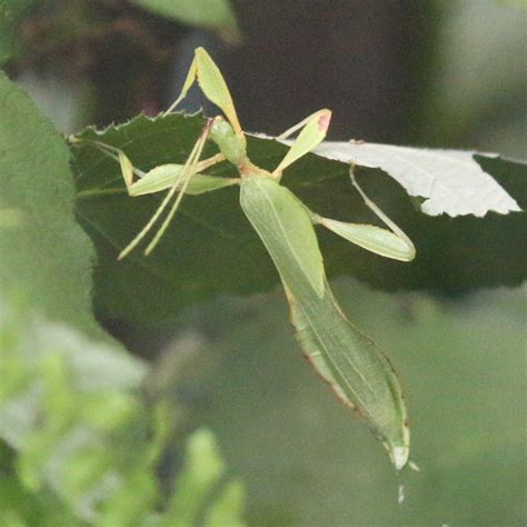 Leaf Insects