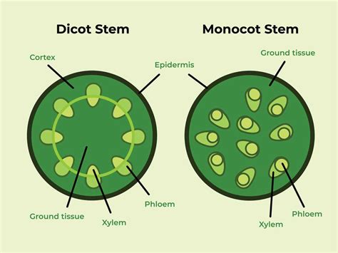 The Ultimate Guide Understanding The Plan Diagram Of A Dicot Stem