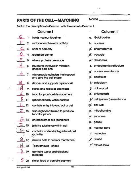 Parts Of The Cell Matching Worksheet With Answer Key Exercises Cell
