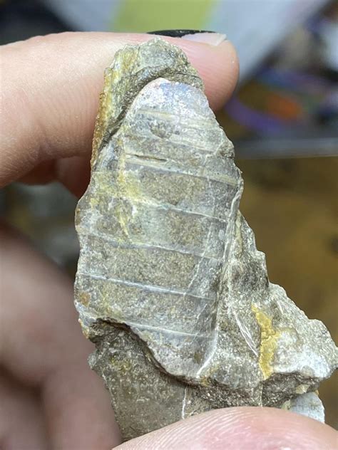 I Tapped Open A Fossil Ted To Me By My Science Teacher Its Filled