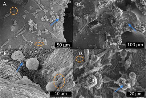Development Of Bc Cells Grown On A Three Dimensional 3d Aragonite