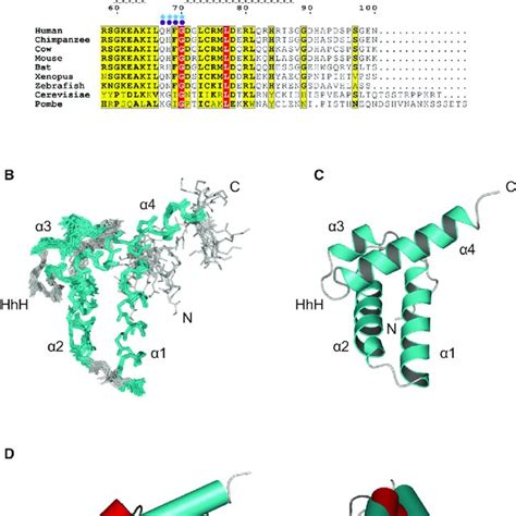 Nmr Structure Of The Conserved Mus81 N Terminal Hhh Domain A