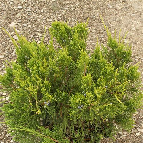 Juniperus Chinensis Mint Julep® Mint Julep Juniper From Willowbrook Nurseries