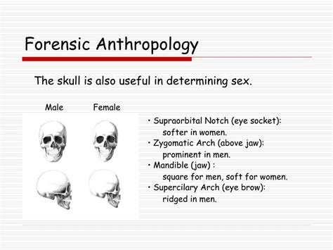 Ppt Forensic Anthropology Powerpoint Presentation Free Download Id 4938037