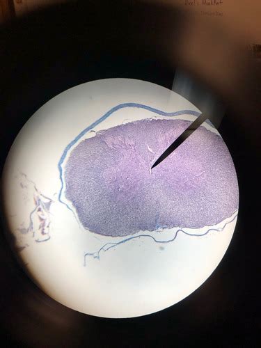 Unit 5 Histology Flashcards Quizlet