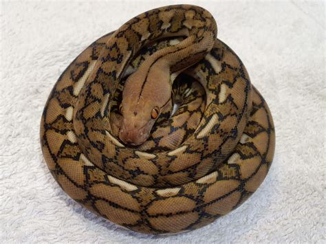 Super Dwarf Tiger 50 Poss Het Purple Albino Reticulated Python By