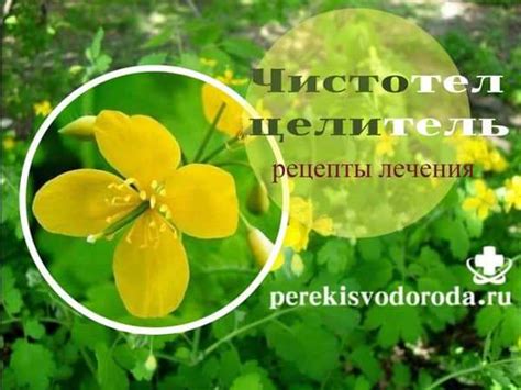 Лечение чистотелом по болотову – Чистотел, полезные свойства и ...
