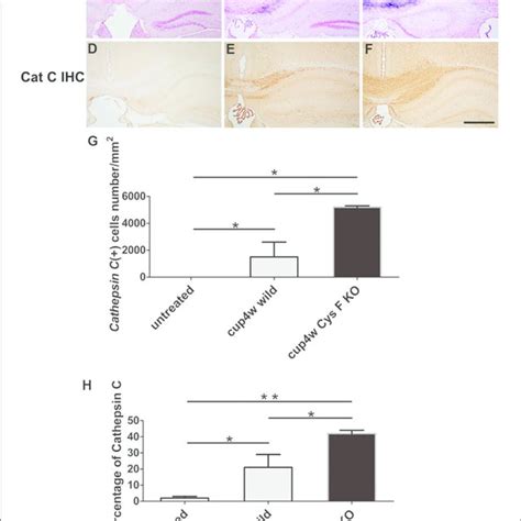 Cd45 Positive Cells In Wild Type And Cys F Ko Mice Treated By