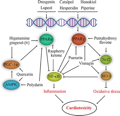 Targeting Pparα And γ Signaling Pathways In Cardiotoxicity By Natural
