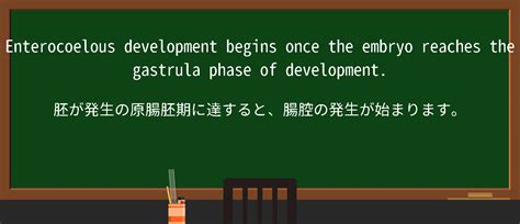 【英単語】enterocoelousを徹底解説！意味、使い方、例文、読み方 おもしろい英文法