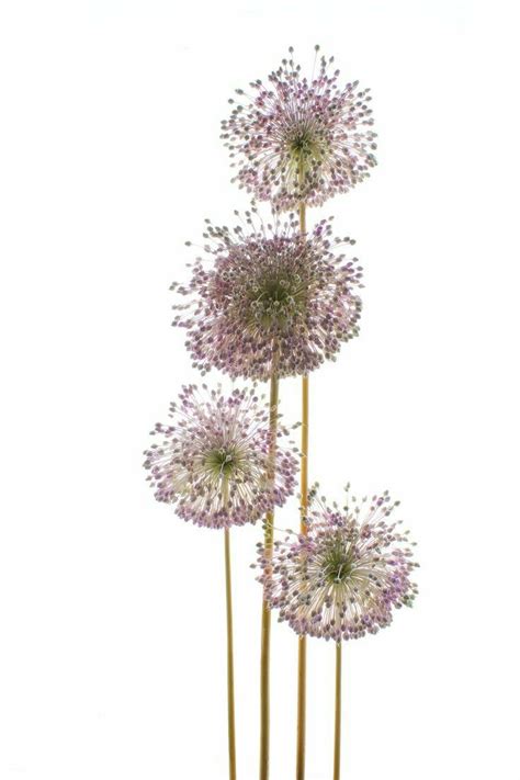 Как нарисовать цветы акварелью