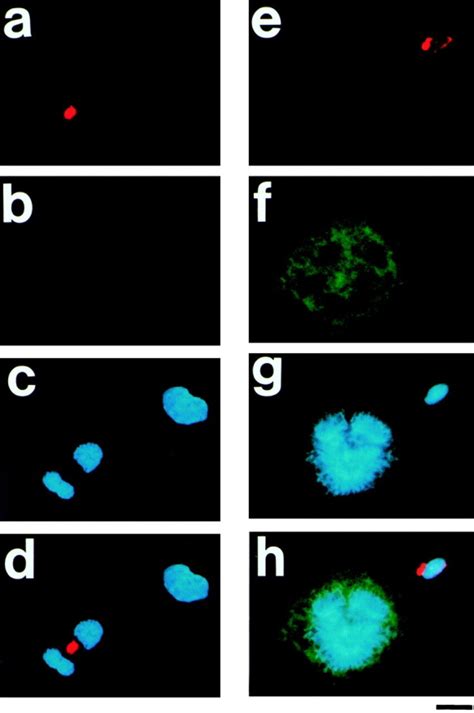 Immunocytochemical Analysis Of Murine Proliferating Cells And Polyploid Download Scientific