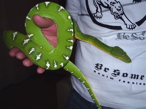 Pic Servimg Com Free Image Hosting Service