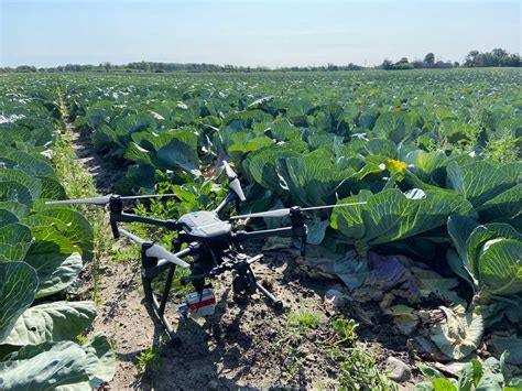 Solvi Blog Counting And Measuring Cabbage Heads With Drones For Yield