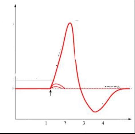 Action Potential Graph Diagram Quizlet